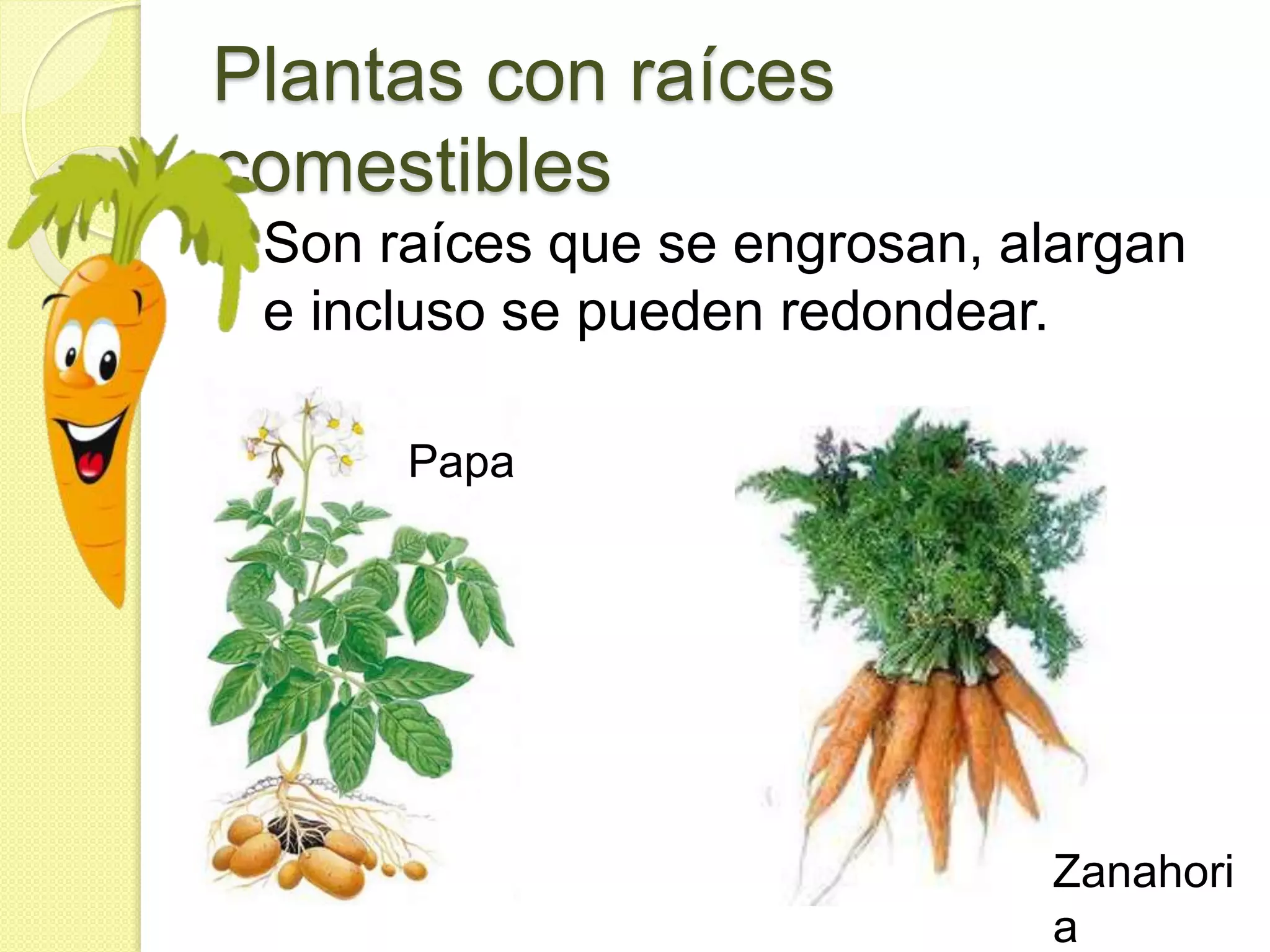 Las partes de la planta que comemos | PPTX