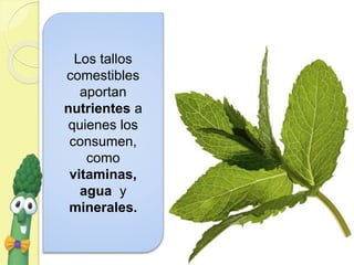 Las partes de la planta que comemos | PPTX