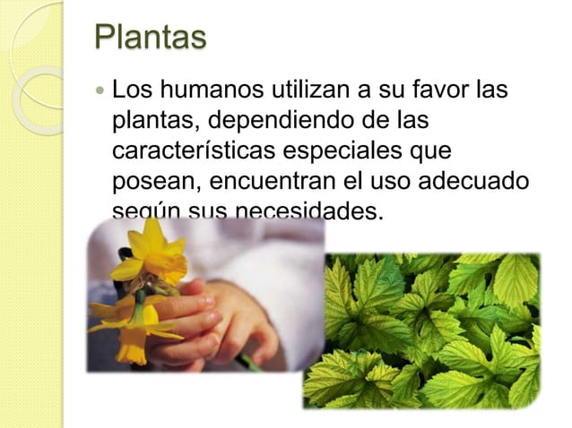 Partes De Una Planta Que Puedes Comer