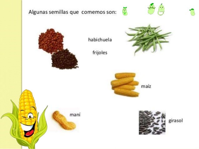 Tabla De Tipos De Bulbos De Plantas Que Comemos