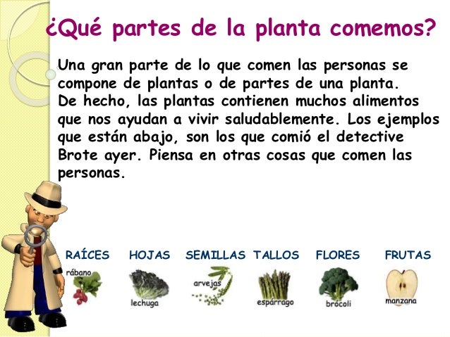 Partes De Una Planta Que Puedes Comer