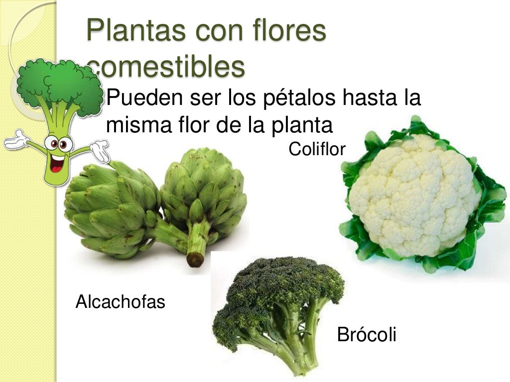 Tabla De Tipos De Bulbos De Plantas Que Comemos