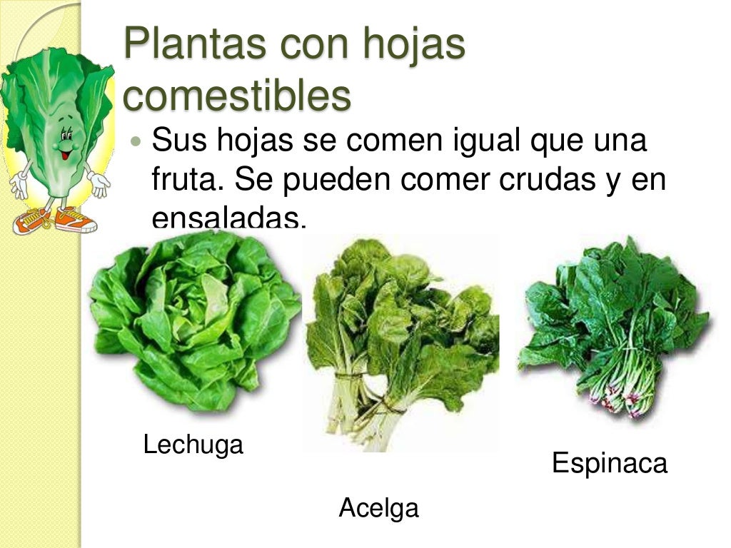 Las partes de la planta que comemos