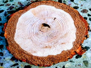Quercus_semecarpifolia dominant Himalaya oak tree | PPTX