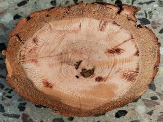 Quercus_semecarpifolia dominant Himalaya oak tree | PPTX