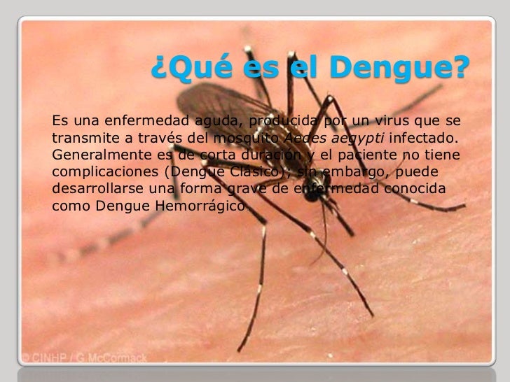 El dengue imagenes - Imagui