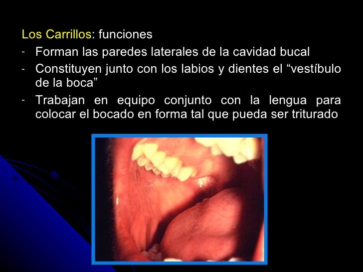 Qu es la cavidad oral