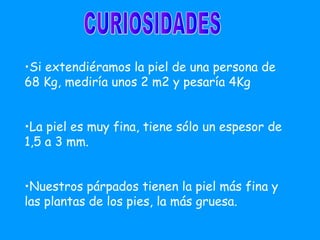 Qué es la piel | PPT