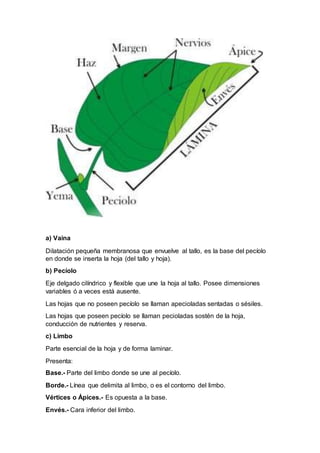 Que son las hojas | DOCX