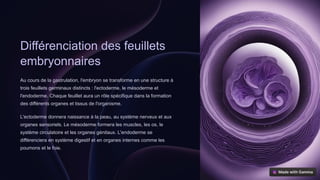 Quest-ce-que-la-gastrulation.pptx/ biologie et physiologie animale | PPTX