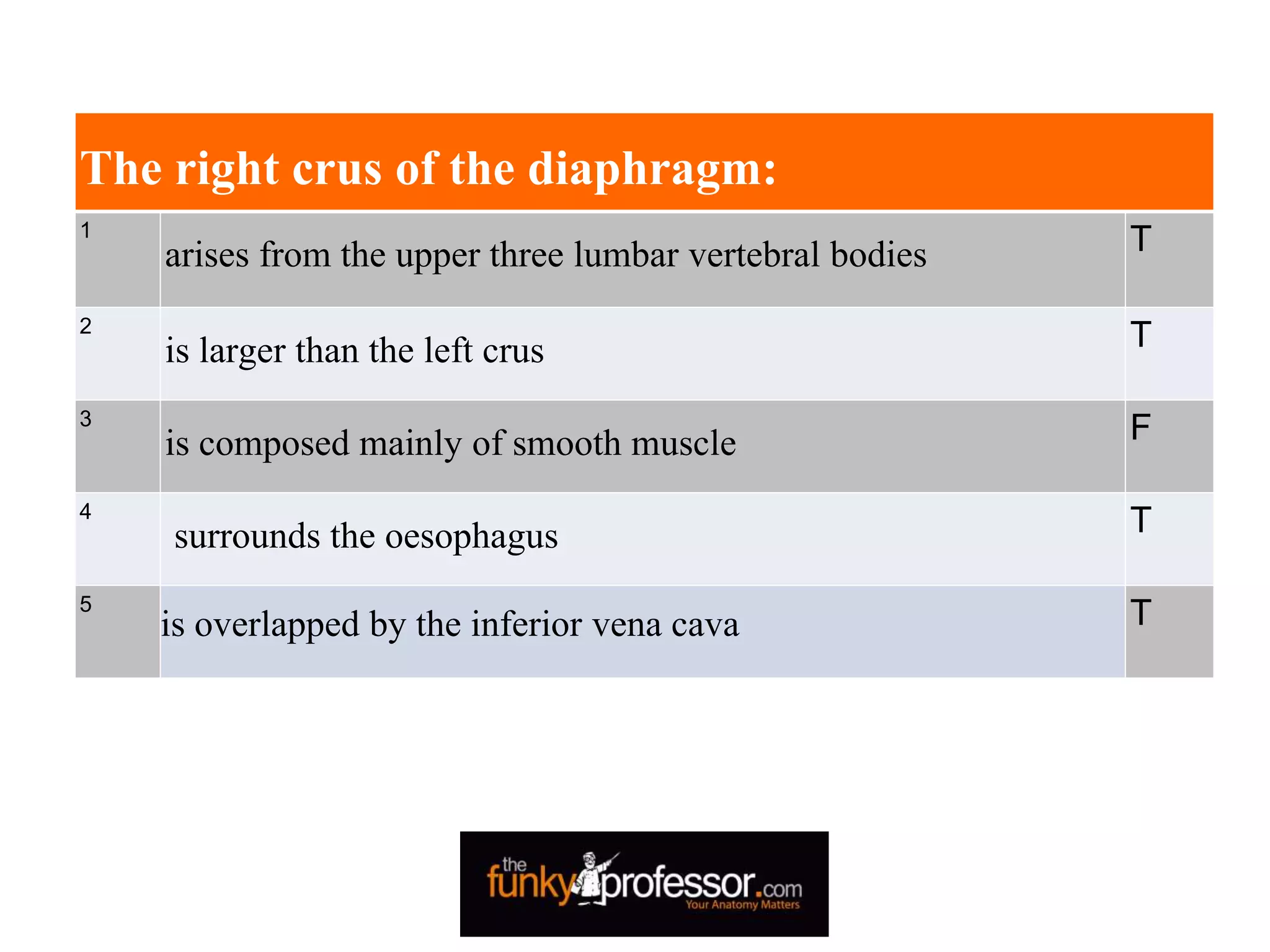 Questions Diaphragm | PPTX