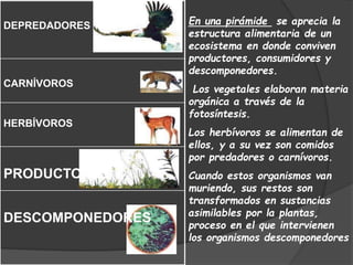 Qué es un ecosistema y como están organizados | PPTX