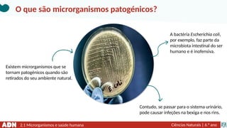 Que tipos de microrganismos existem_.pptx