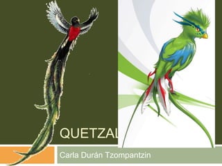 Quetzal | PPTX