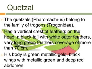 Quetzal | PPTX