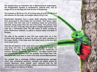 Quetzal (Ave leyenda.Legend bird) | PPS