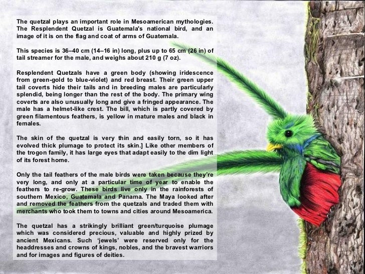 Quetzal (Ave leyenda.Legend bird)