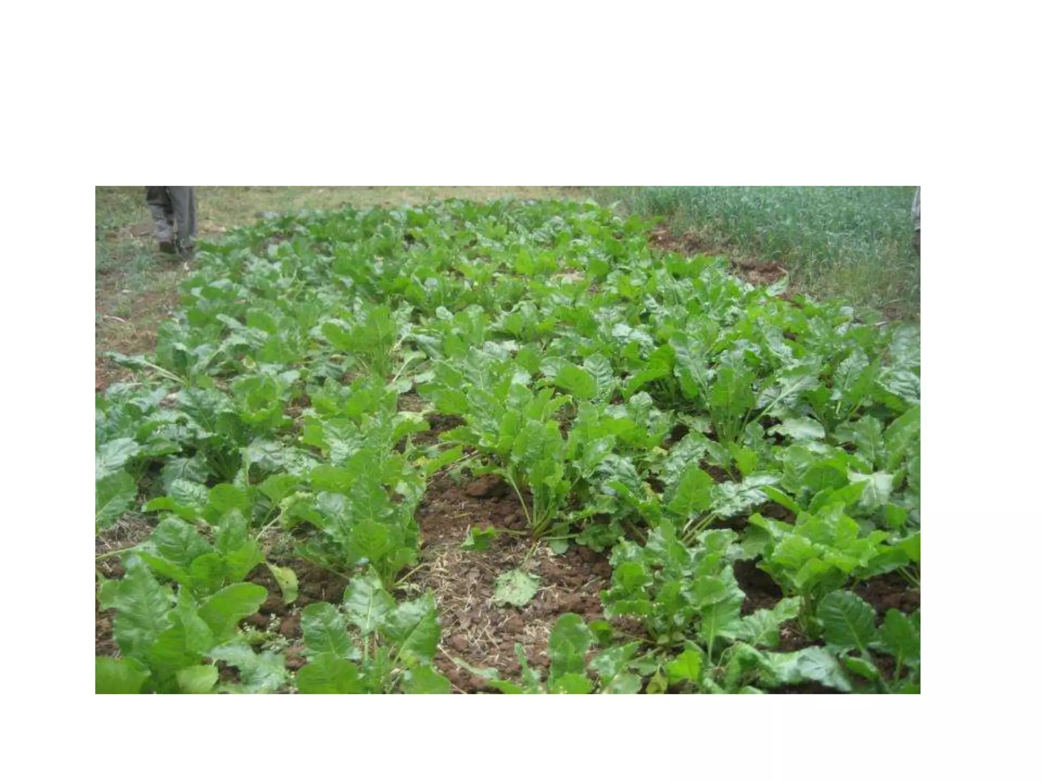 Dairy value chain actors and their roles and linkages in Arsi Highlands ...