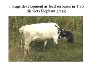 Dairy value chain actors and their roles and linkages in Arsi Highlands ...