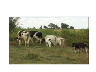 Dairy value chain actors and their roles and linkages in Arsi Highlands ...