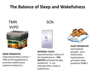 Quick reminder of sleep and wakefulness spectrum | PPTX