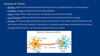 QUICK REVISION NOTES CONTROL AND COORDINATION.pdf