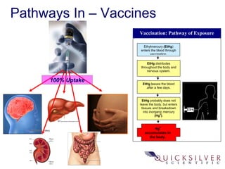 Quicksilver Scientific Clinical Mercury Testing | PPT