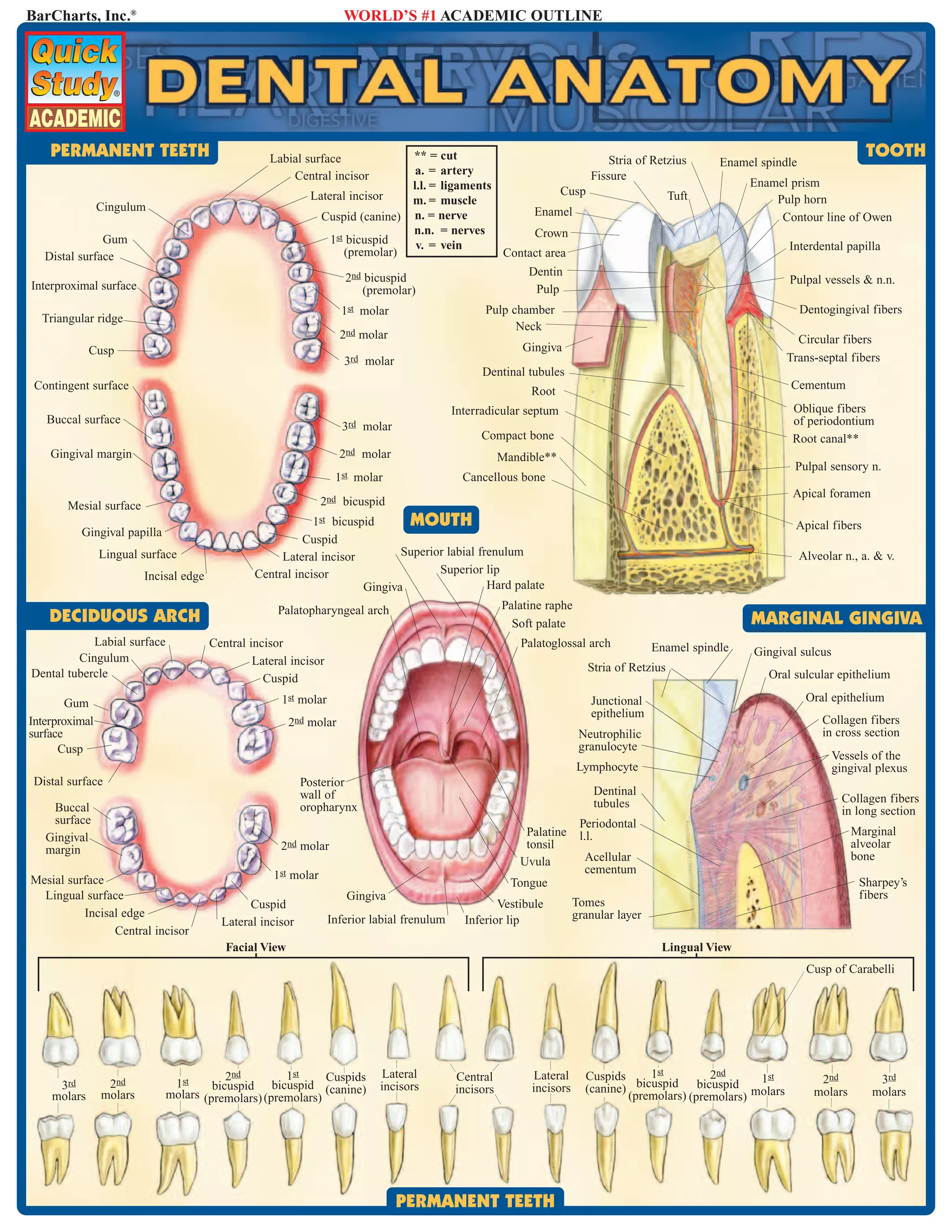 dental_anatomy - dental anatomy تشريح الأسنان innervation - morphology ...