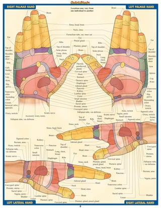 Quick study reflexology | PDF
