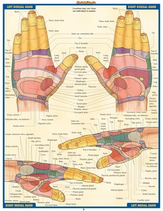 Quick study reflexology | PDF