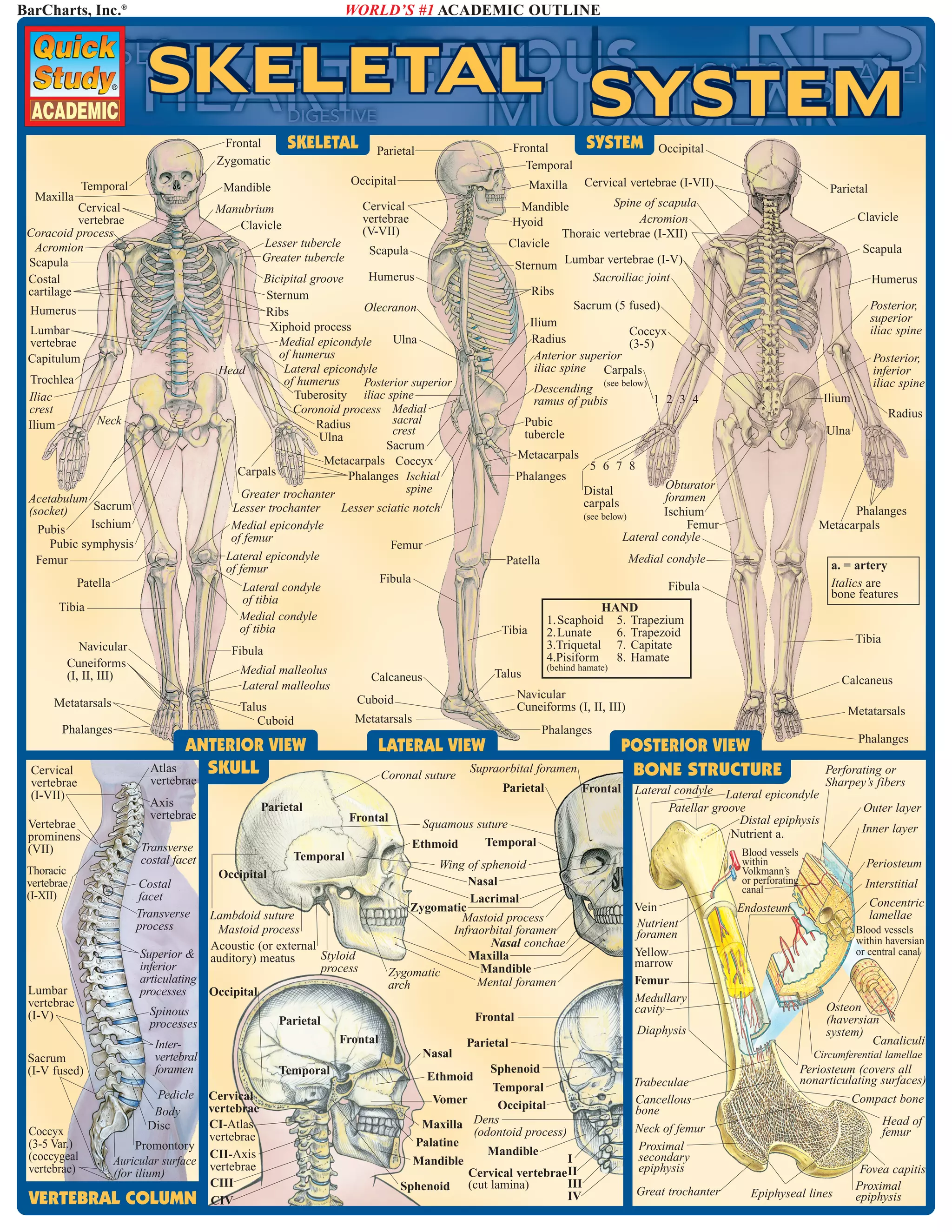 Quick study skeletal system | PDF | Free Download