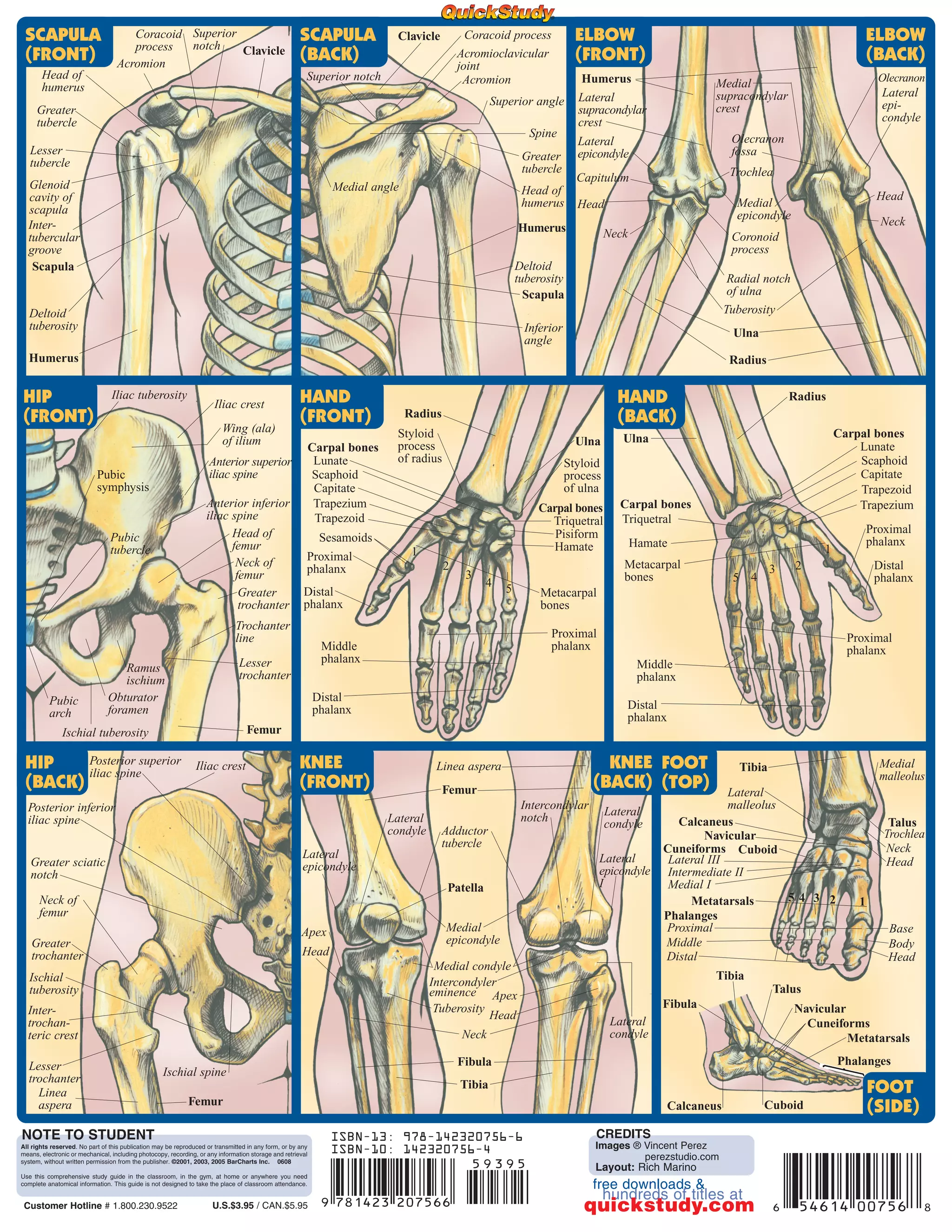 Quick study skeletal system | PDF