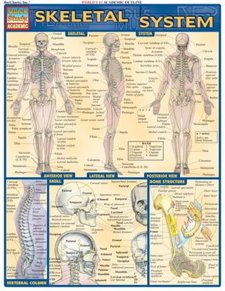 Quick study skeletal system | PDF
