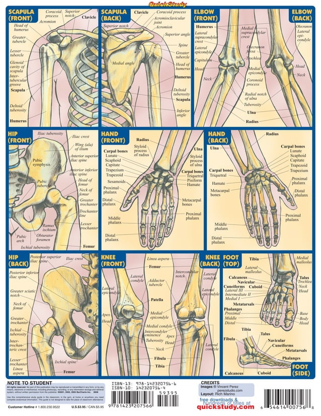 Quick study skeletal system | PDF