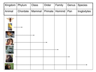 Kingdom Phylum Class Order Family Genus Species Worksheet