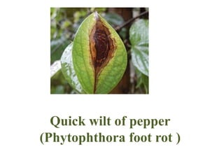 foot root disease or quick wilt of pepper.pptx