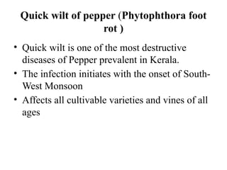 foot root disease or quick wilt of pepper.pptx