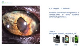 QuikVue vet case study | PPT