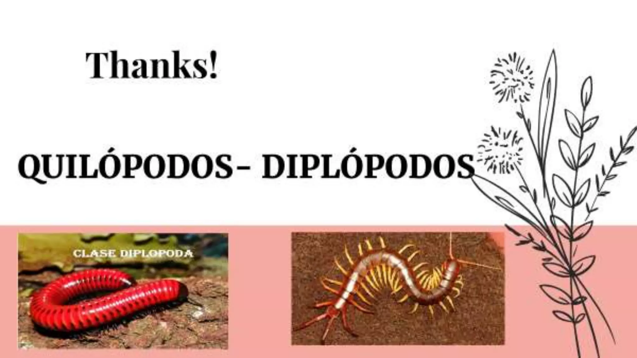 Quilopodos y diplopodos | PPTX