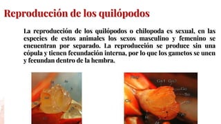 Quilopodos y diplopodos | PPTX