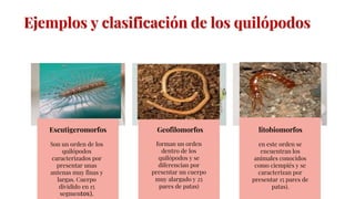 Quilopodos y diplopodos | PPTX