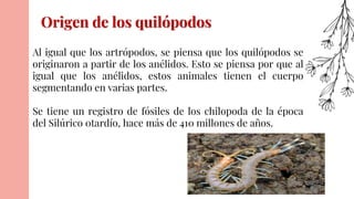 Quilopodos y diplopodos | PPTX