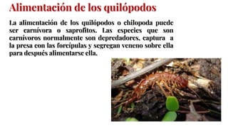 Quilopodos y diplopodos | PPTX