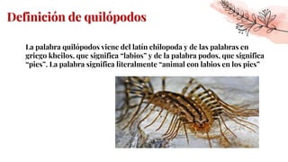 Quilopodos y diplopodos | PPTX