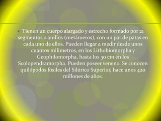 Quilópodos (ciempiés) y diplopodos (milpiés) | PPTX
