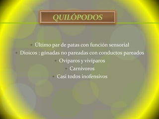 Quilópodos (ciempiés) y diplopodos (milpiés) | PPTX