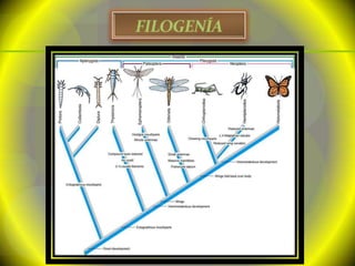 Quilópodos (ciempiés) y diplopodos (milpiés) | PPTX