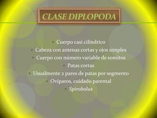 Quilópodos (ciempiés) y diplopodos (milpiés) | PPTX