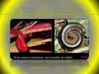 Quilópodos (ciempiés) y diplopodos (milpiés) | PPTX