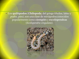 Quilópodos (ciempiés) y diplopodos (milpiés) | PPTX